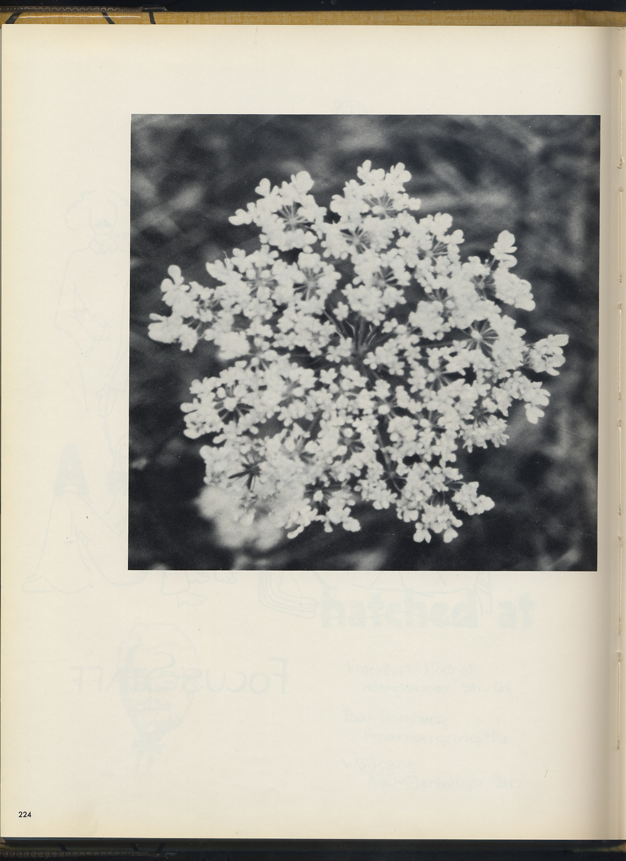 FAHS Focus 1974 Yearbook